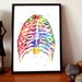 Rib Cage Poster Anatomy Art Medical Art Print Medical - Etsy