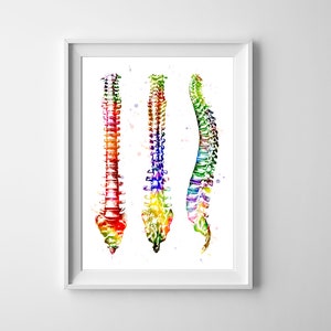 Spine Art Print, Human Spine Anatomy Art, Medical Poster, Vertebral ...