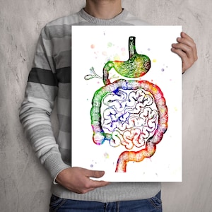 Intestine Watercolor Art Print, Human Organs, Anatomy Art, Digestive ...