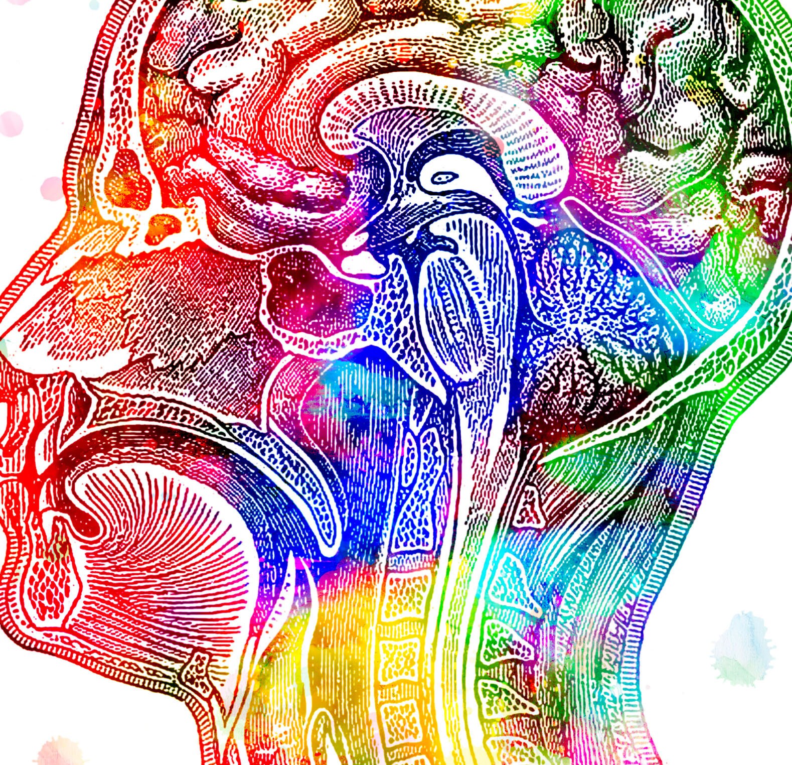 Human Head Art Print Anatomy Poster Medical Poster - Etsy