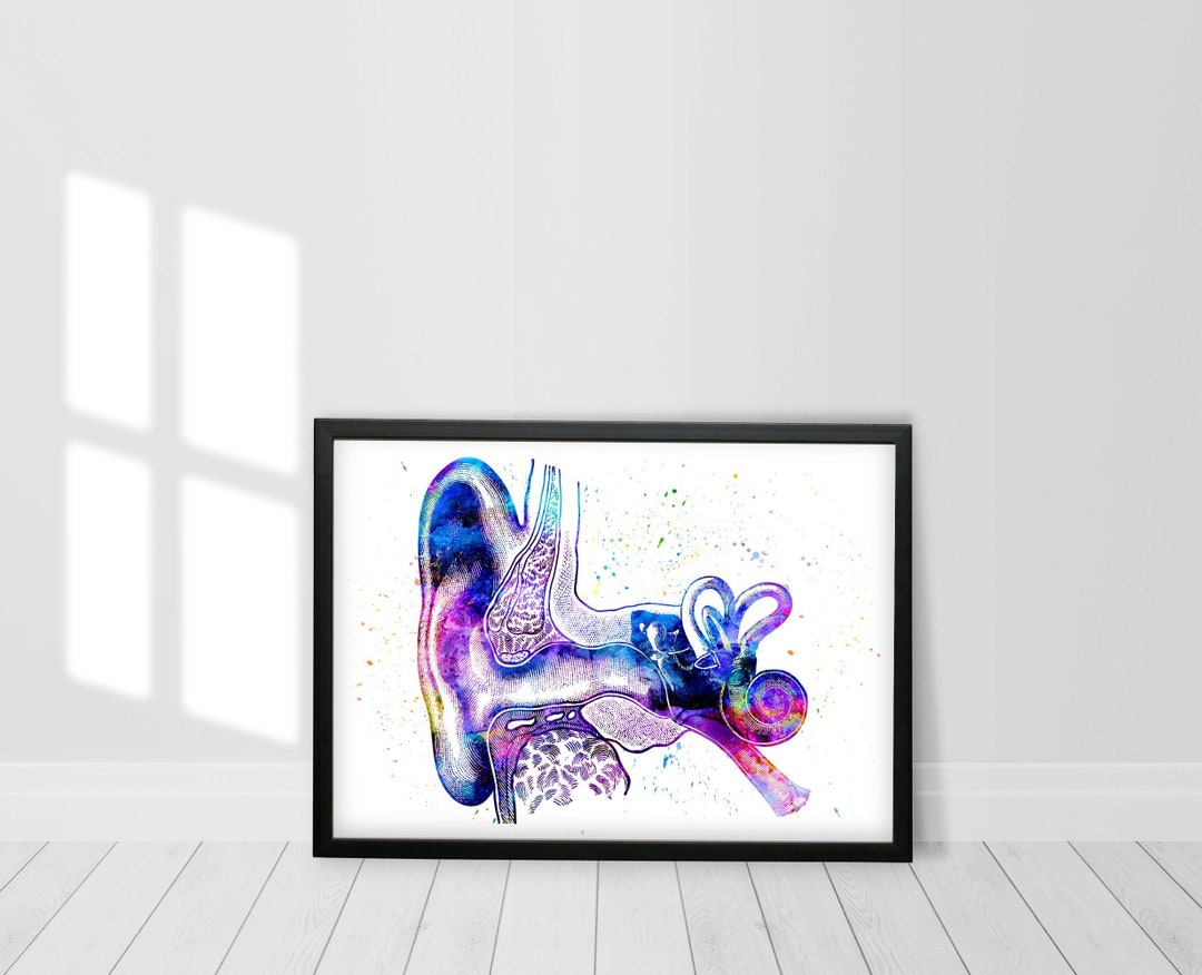 Ear Anatomy Art Print, Audiologist Gift, Audiology Wall Art, Cross ...