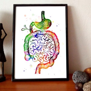 Intestine Watercolor Art Print, Human Organs, Anatomy Art, Digestive ...
