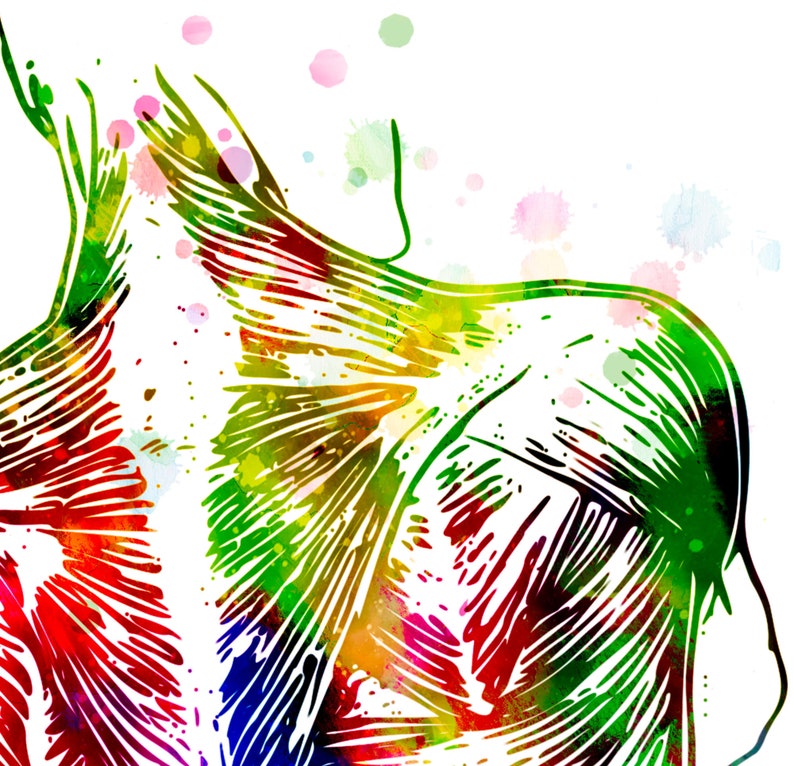 Muscles of Back Anatomy Print Human Anatomy Art Back Muscle - Etsy