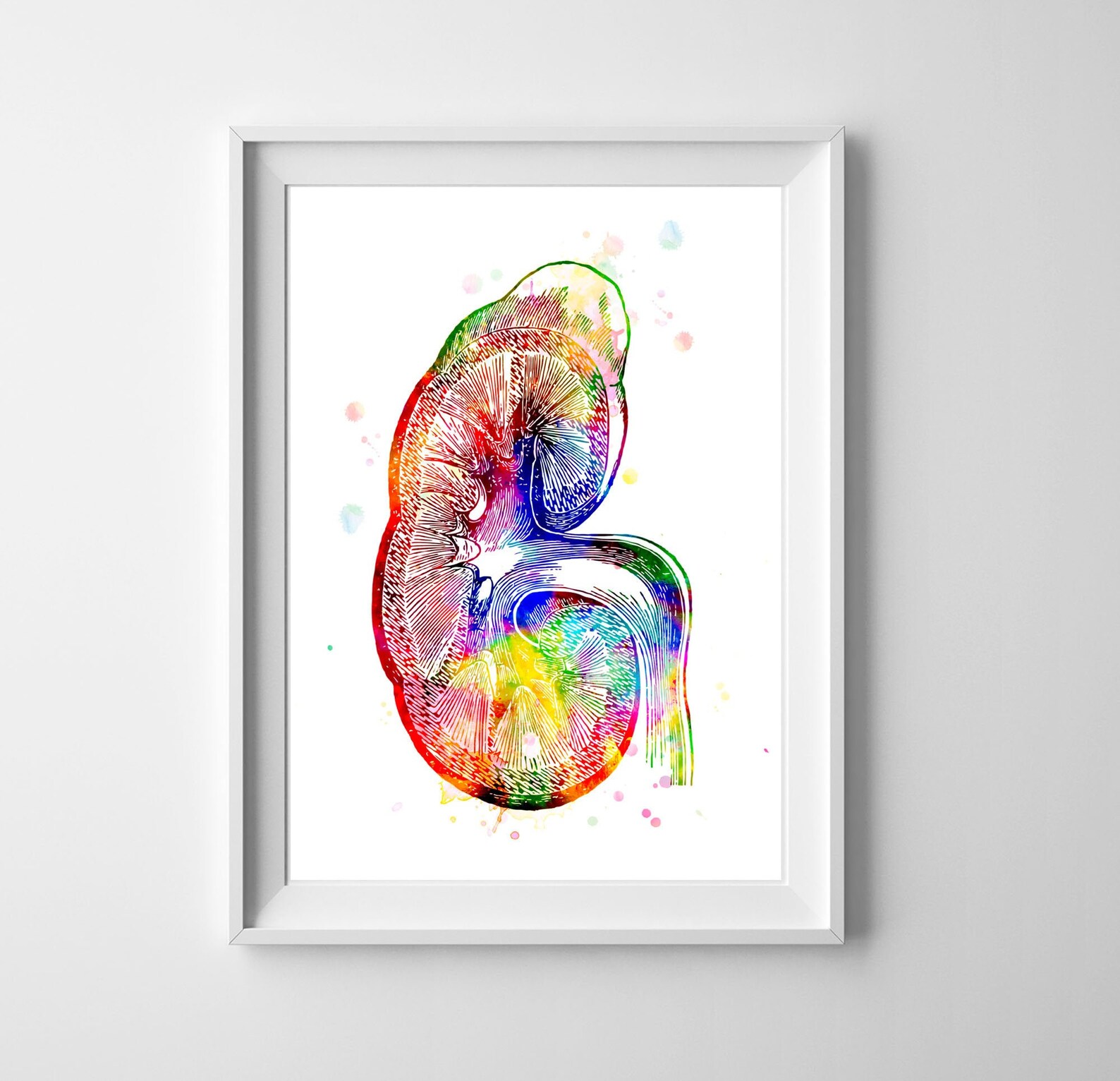 Kidney Watercolor Print Human Organs Anatomy Art Urology | Etsy