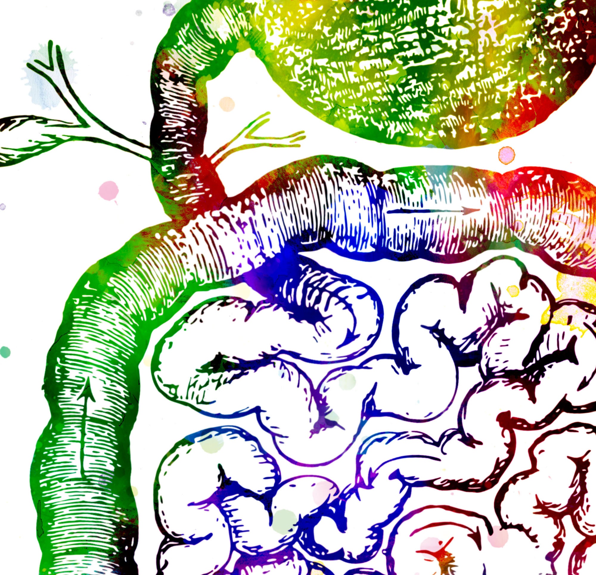 Intestine Watercolor Art Print Human Organs Anatomy Art | Etsy