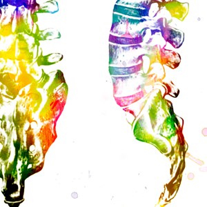 Spine Art Print, Human Spine Anatomy Art, Medical Poster, Vertebral ...