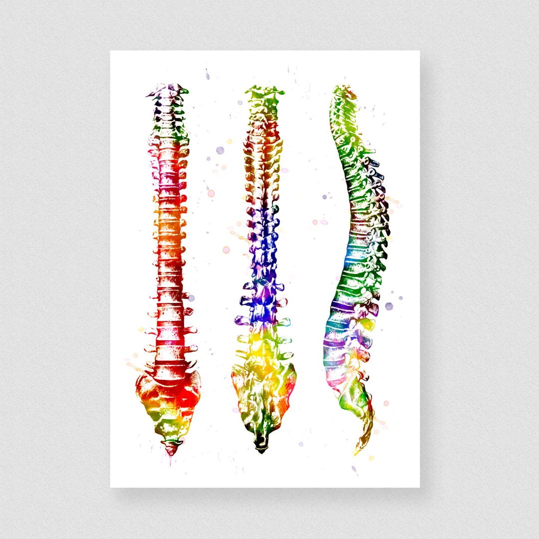 Watercolor Spine Art Print: Human Anatomy Medical Poster - Etsy