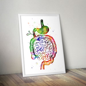 Intestine Watercolor Art Print, Human Organs, Anatomy Art, Digestive ...