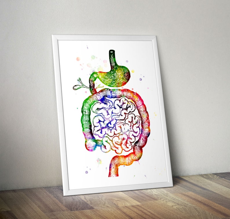 Intestine Watercolor Art Print Human Organs Anatomy Art | Etsy