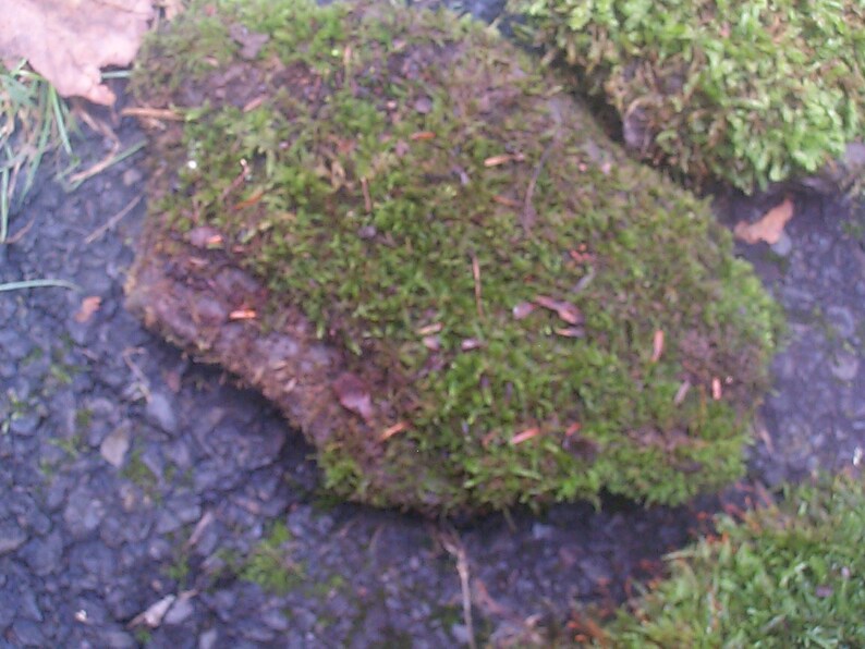 Moss Rocks Large Sized Real Moss 3-5 Pcs Fresh Picked for Terrarium ...