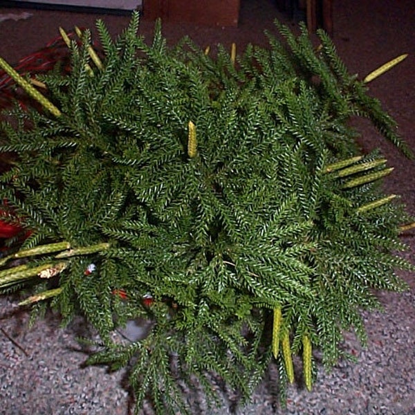 Princess Pine - Etsy