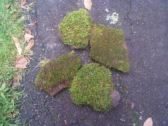 Moss Rocks Large Sized Real Moss 3-5 Pcs Fresh Picked for - Etsy