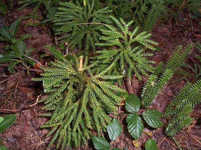 Fresh Native PRINCESS PINE Ground Pine Christmas Holiday Greenery for ...