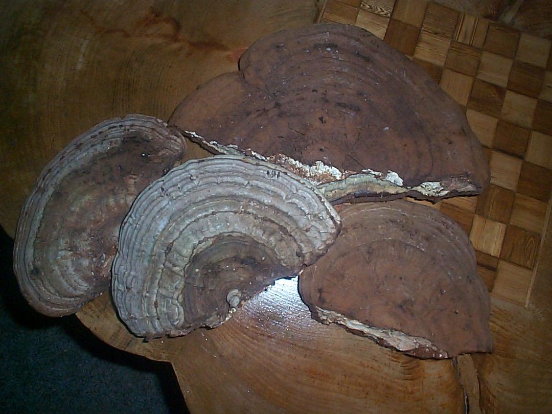 Real Dried Mushroom Shelf Fungi Tree Conch Mushroom Turkey Tail ...