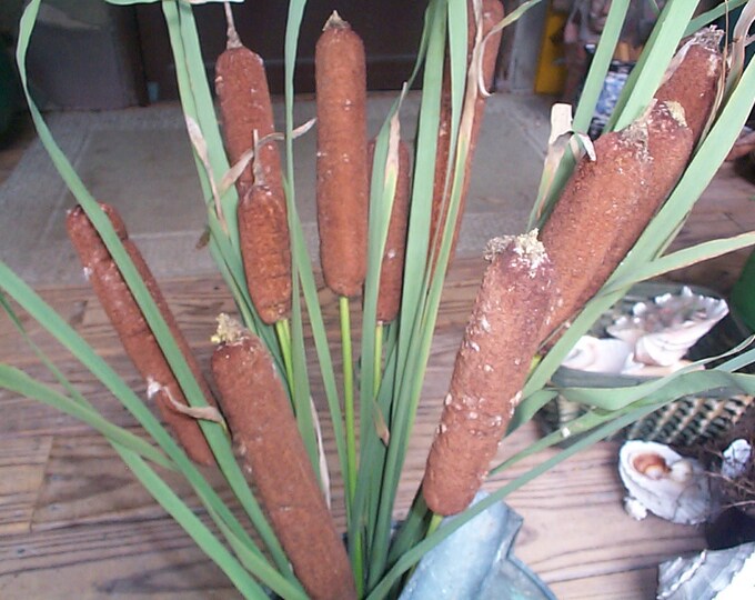 Real Cattails Fresh Picked All Natural Untreated Fall Decor Natural ...