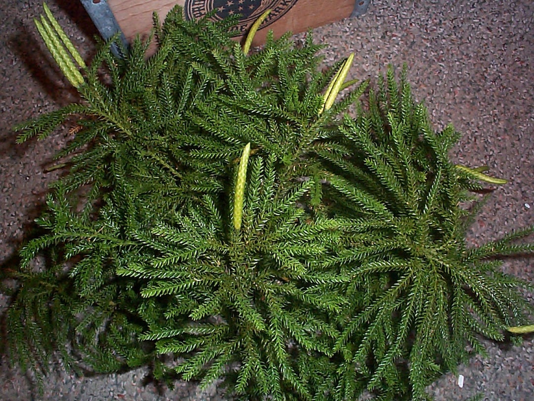 Fresh Native PRINCESS PINE Ground Pine Christmas Holiday Greenery for ...