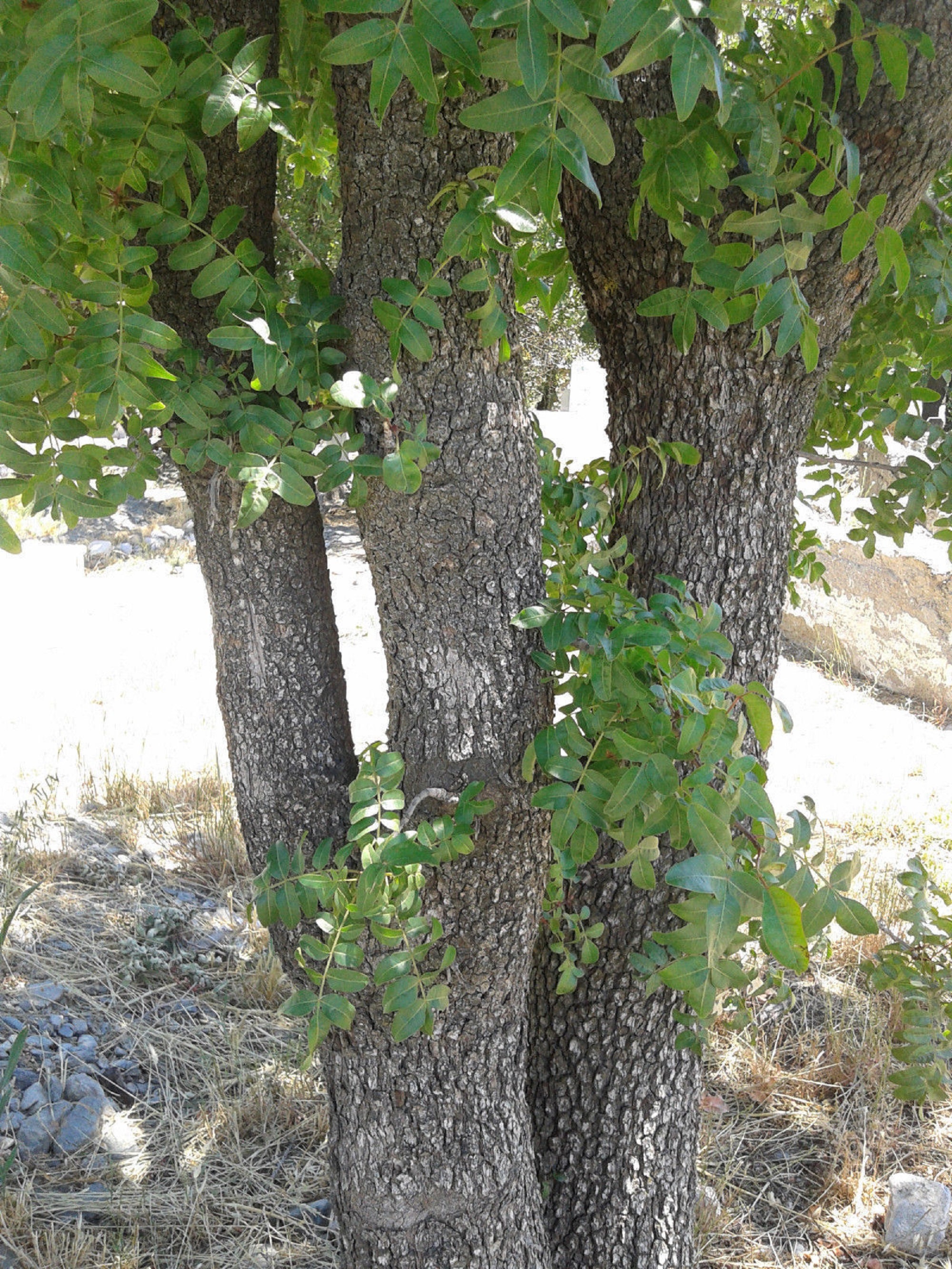 Terebinth Tree Pistacia terebinthus 200 Fresh Seeds | Etsy