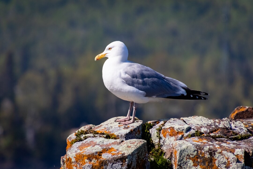 Seagull Resting on A Rock - Etsy