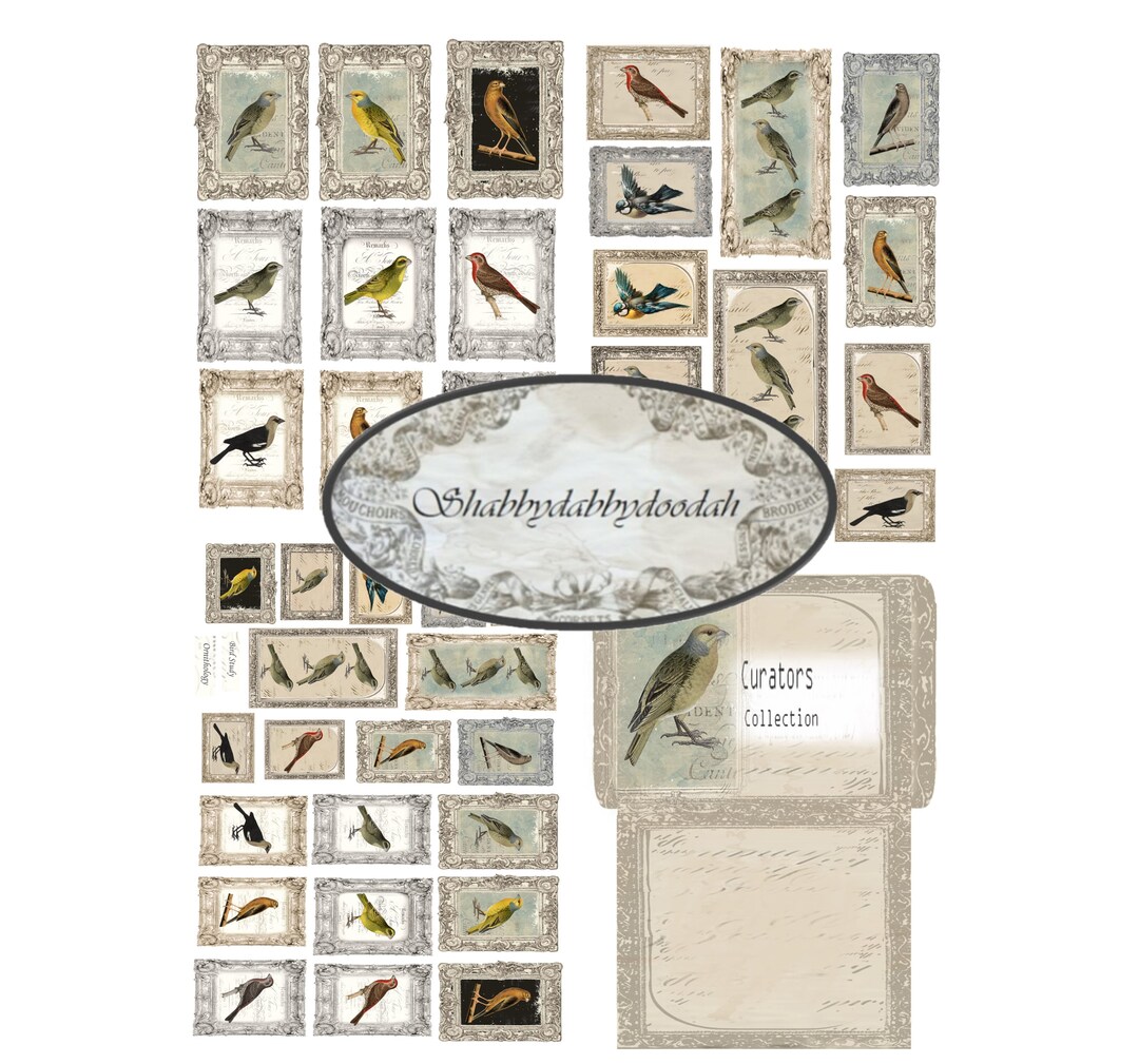 CURATORS COLLECTION ORNITHOLOGY - 4 Pg Inc Storage File Folder Vintage ...