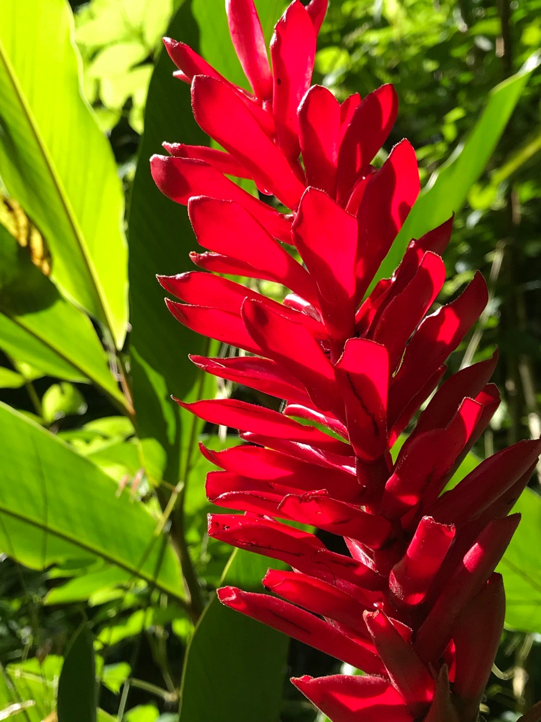 Hawaiian Red Ginger Flower-red Tropical Flower From Hawaii-flower Art ...