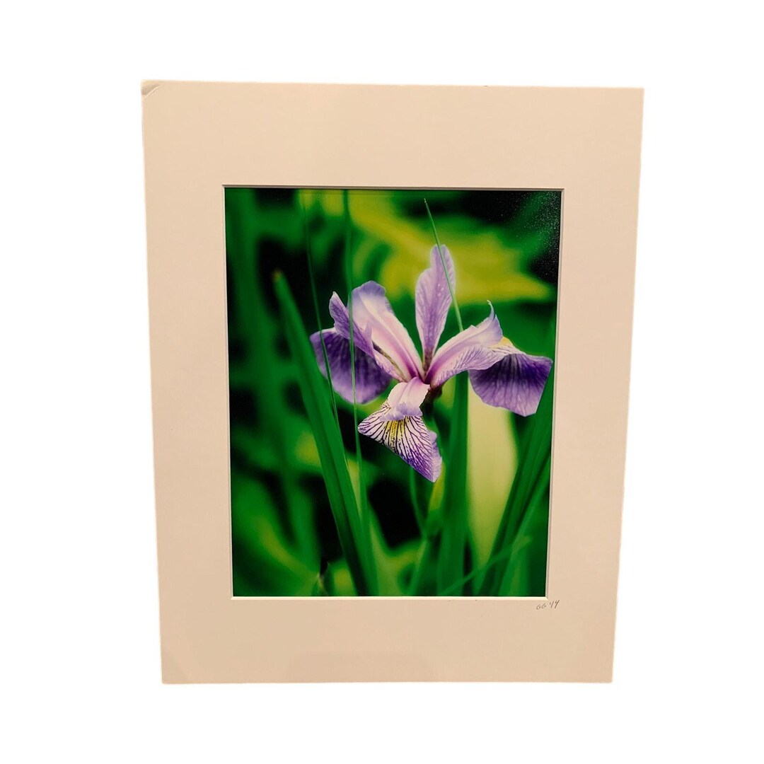 New 8X10 Purple Iris Flower Original Photograph Gail Gates Print W ...