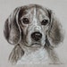 Custom Dog Portrait Dog Drawing Pet Portraits Pencil - Etsy