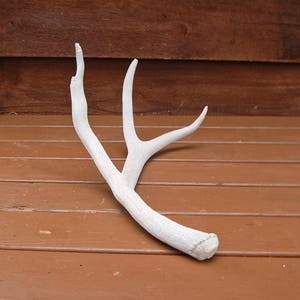 Large Deer Antler, 3 Point Antler, Mule Deer Antler Shed, Single Antler ...