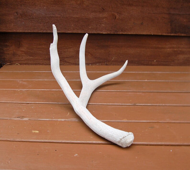 Large Deer Antler 3 Point Antler Mule Deer Antler Shed - Etsy