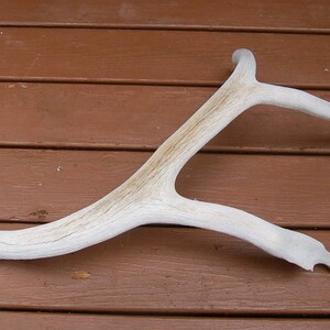Large Deer Antler, 3 Point Antler, Mule Deer Antler Shed, Single Antler ...