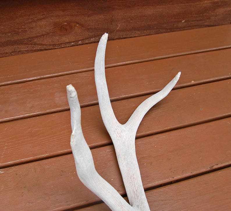 Large Deer Antler 3 Point Antler Mule Deer Antler Shed - Etsy