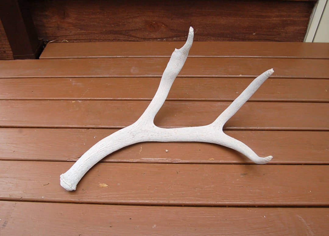Large Deer Antler, 3 Point Antler, Mule Deer Antler Shed, Single Antler ...