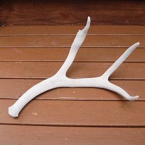 Large Deer Antler, 3 Point Antler, Mule Deer Antler Shed, Single Antler ...