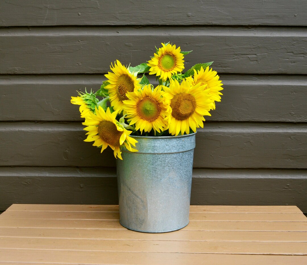 Galvanized Sap Bucket, Tall Galvanized Sap Bucket, Vintage Bucket ...