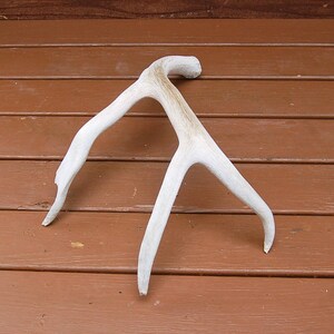 Large Deer Antler, 3 Point Antler, Mule Deer Antler Shed, Single Antler ...