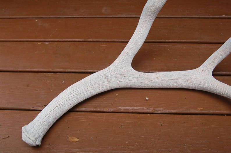 Large Deer Antler 3 Point Antler Mule Deer Antler Shed - Etsy