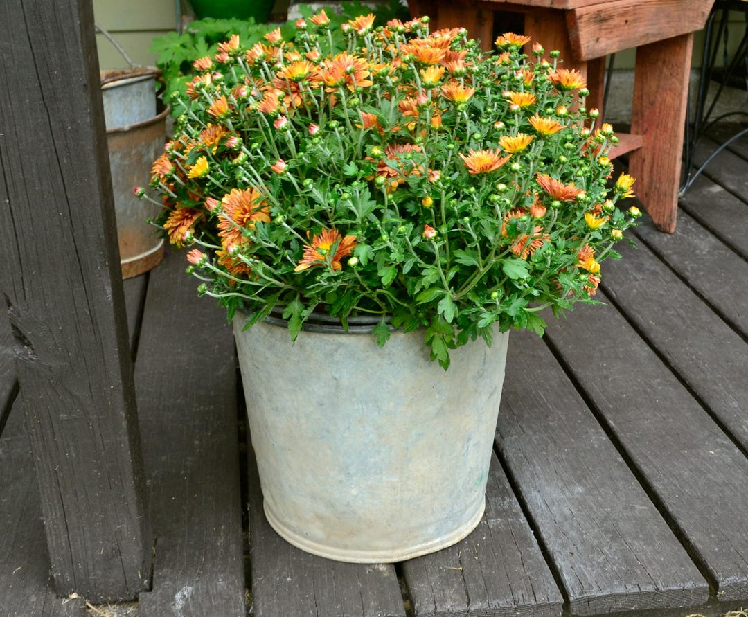 Galvanized Bucket, Vintage Holey Galvanized Pail, Planter Bucket - Etsy