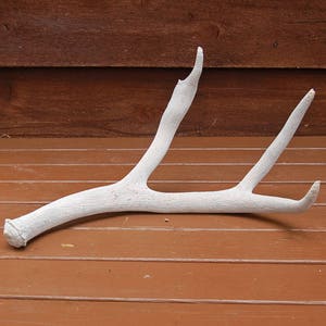 Large Deer Antler, 3 Point Antler, Mule Deer Antler Shed, Single Antler ...