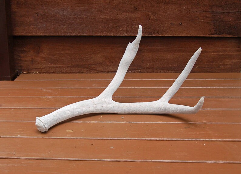 Large Deer Antler 3 Point Antler Mule Deer Antler Shed - Etsy