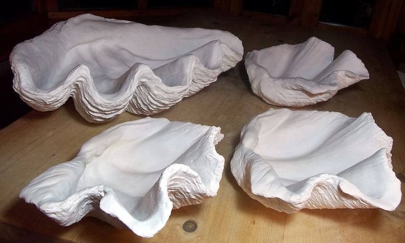 Small White Giant Clam Shell Sculpture Art Ornament Bowl Basin Vessel ...