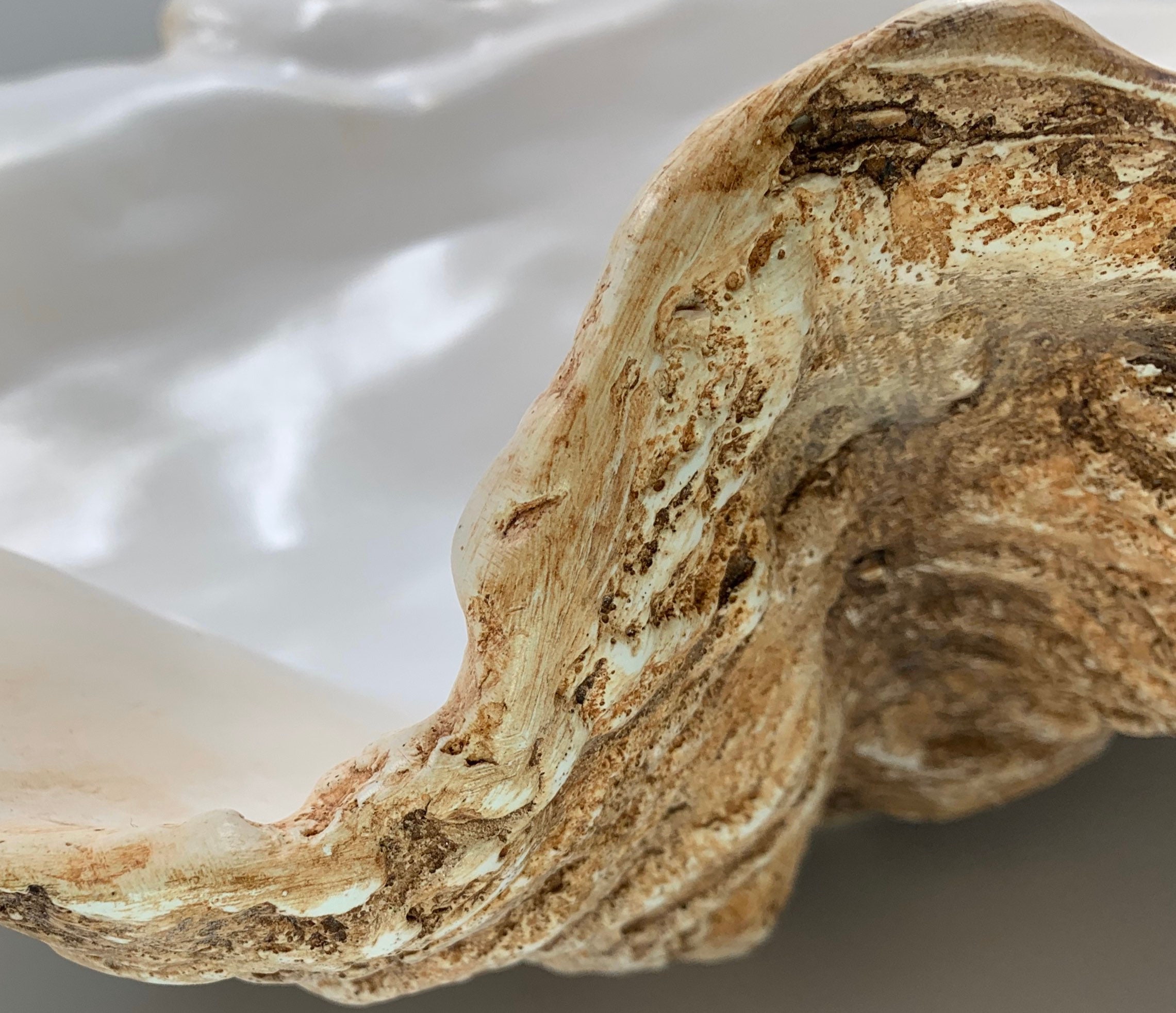 Medium Burnt Umber Giant Clam Shell Sculpture Art Ornament | Etsy