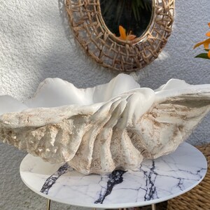 Medium Real Sand Giant Clam Shell Sculptured Art Contemporary ...