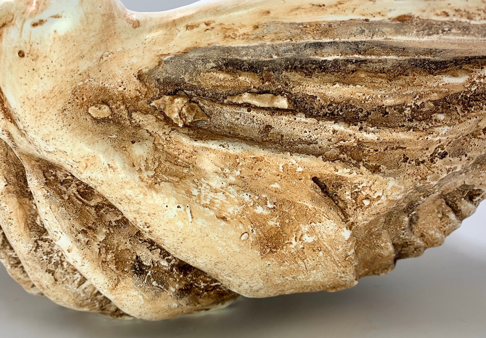 Medium Burnt Umber Giant Clam Shell Sculpture Art Ornament Bowl Vessel ...
