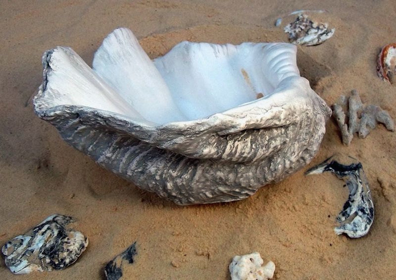 Small Grey Shimmer Giant Clam Shell Sculpture Ornament Bowl | Etsy