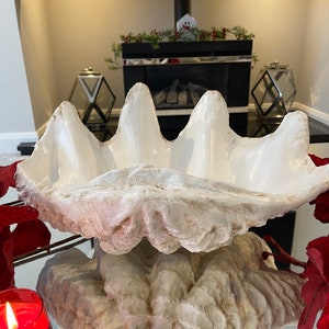 Serenity Large Real Sand Giant Clam Shell Sculptured Art Sculpture ...