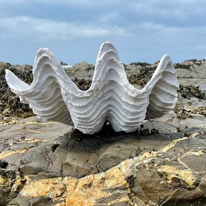 Serenity Large Antique White Giant Clam Shell Sculptured Art Sculpture ...