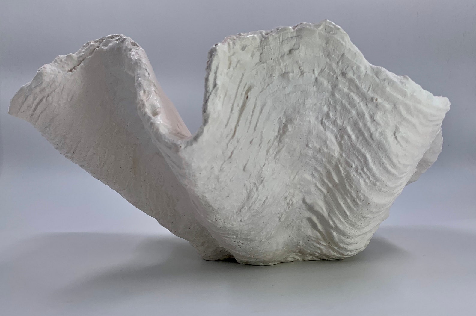 Small White Shimmer Giant Clam Shell Sculpture Art Ornament | Etsy