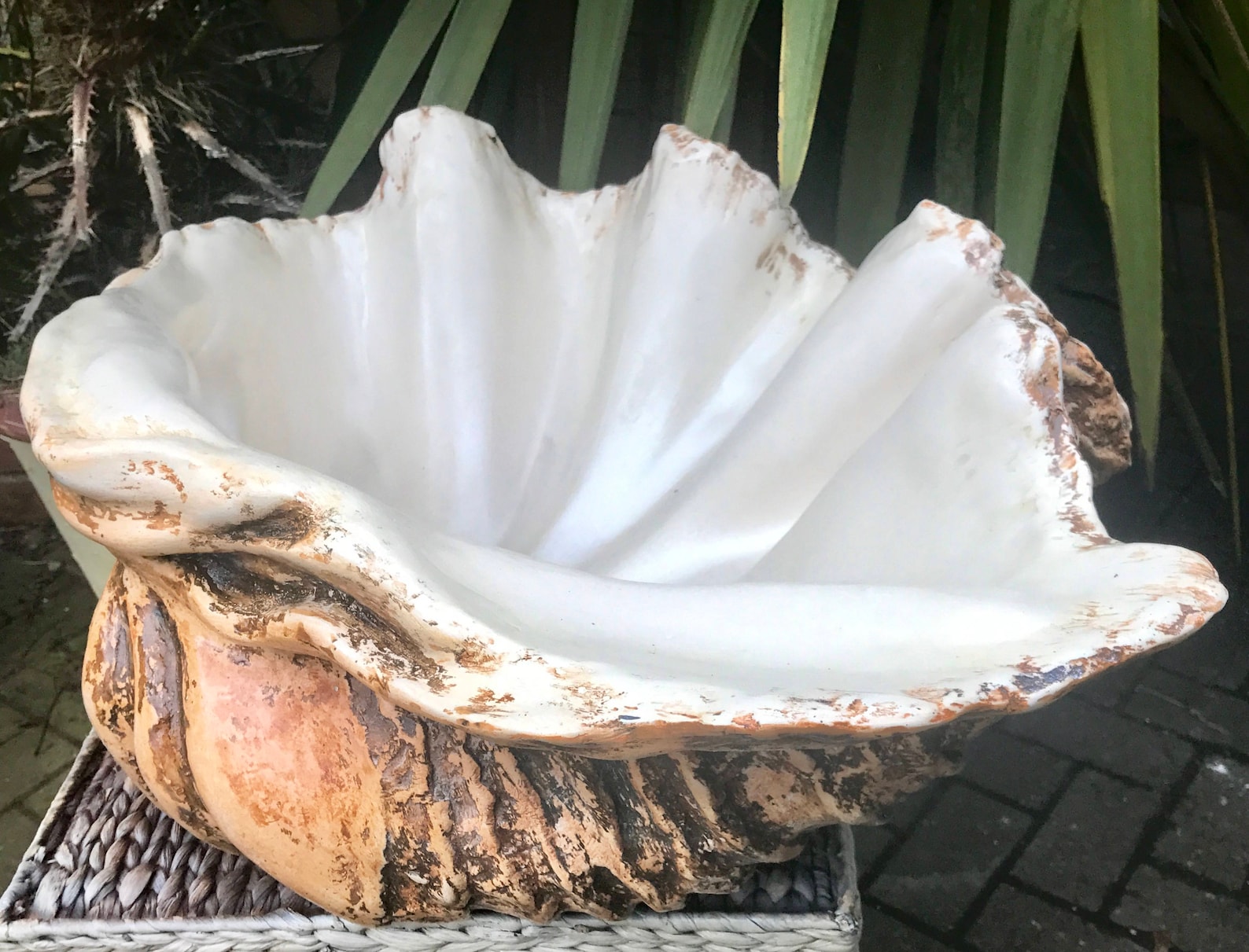 XL Burnt Umber Giant Clam Shell Sculpture Art Bowl Basin | Etsy
