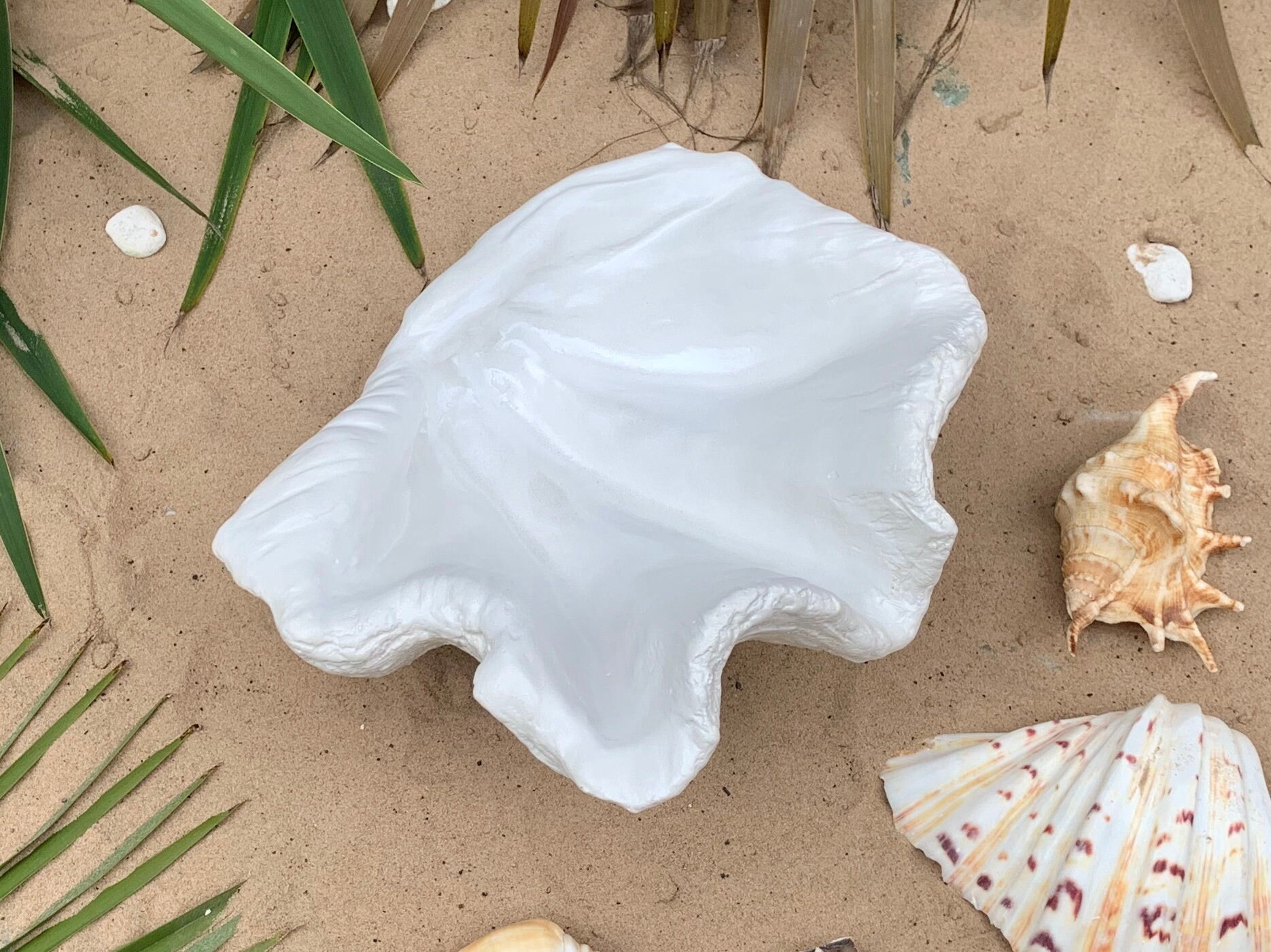 Small White Giant Clam Shell Sculpture Art Ornament Bowl Basin | Etsy