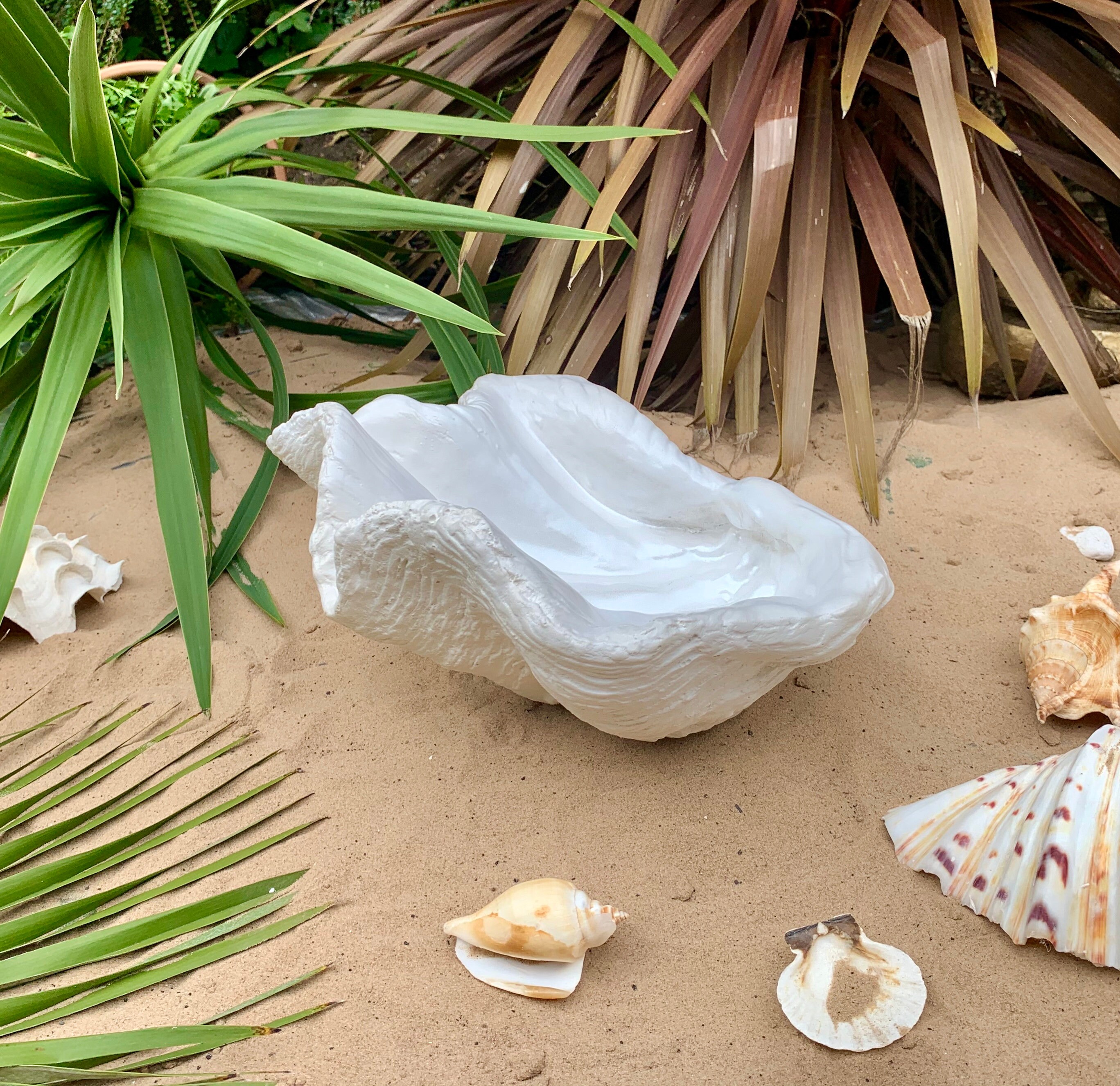 Small White Giant Clam Shell Sculpture Art Ornament Bowl Basin | Etsy