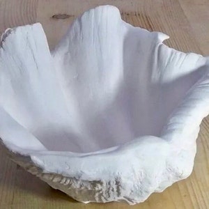 Small White Giant Clam Shell Sculpture Art Ornament Bowl Basin Vessel ...